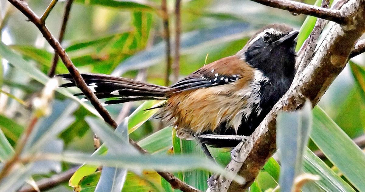 PAPA-FORMIGA-VERMELHO #82721 - Biofaces - Bring Nature Closer