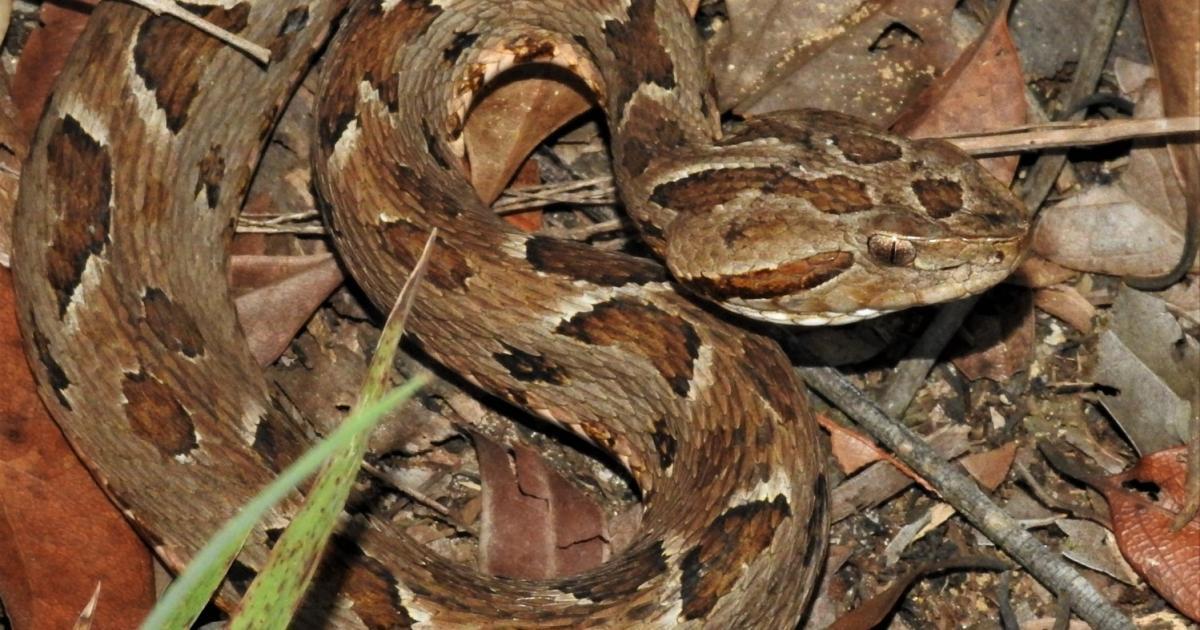 Jararaca #82774 - Biofaces - Bring Nature Closer