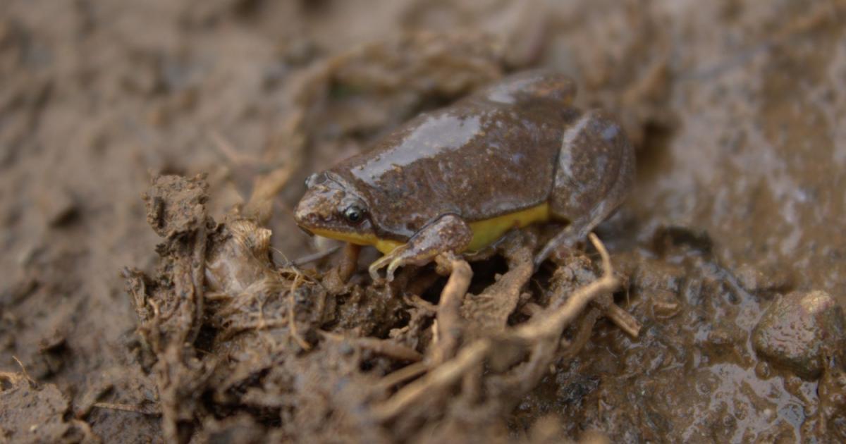 Sapo #82976 - Biofaces - Bring Nature Closer