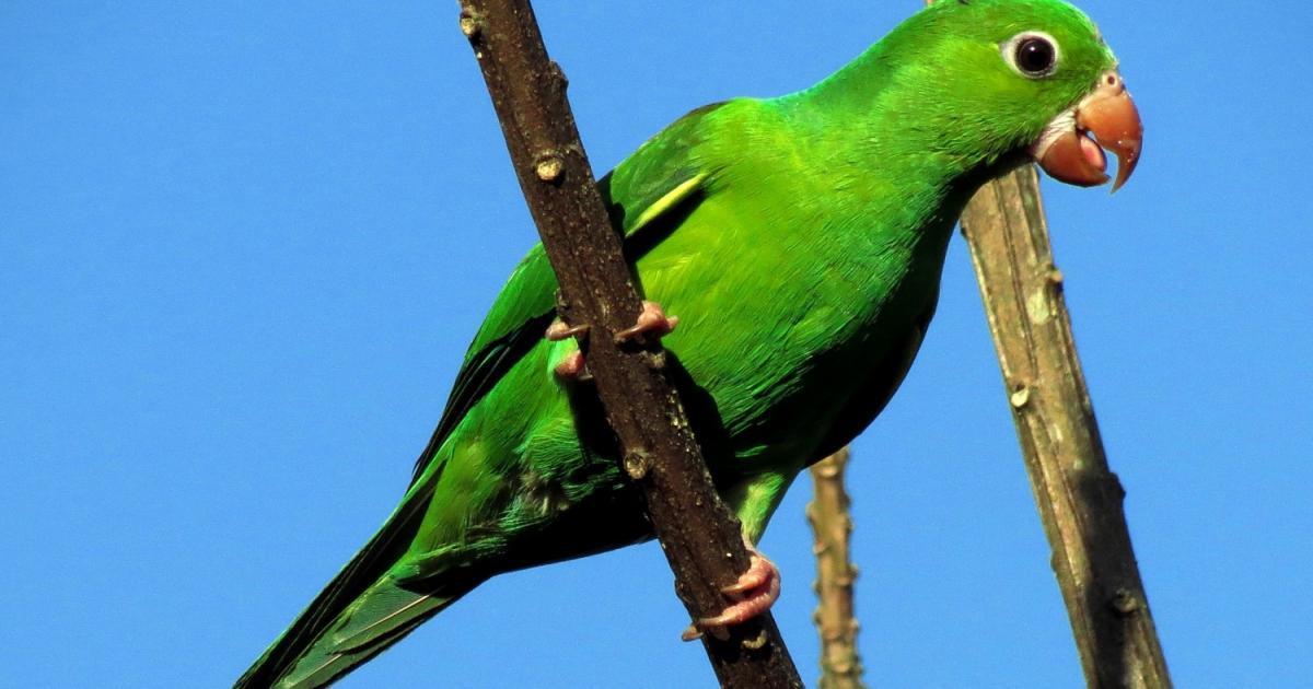 Periquito-rico #83036 - Biofaces - Bring Nature Closer