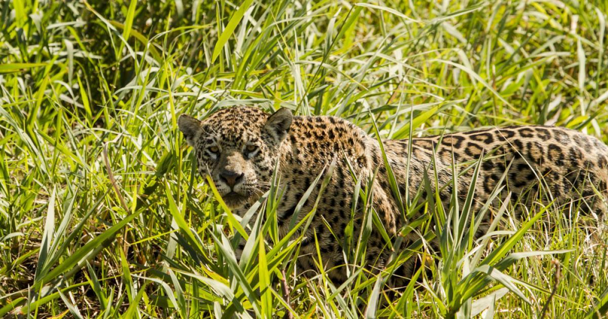 Onça #83193 - Biofaces - Bring Nature Closer