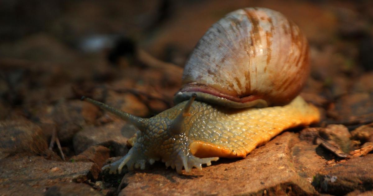 Caracol #83692 - Biofaces - Bring Nature Closer