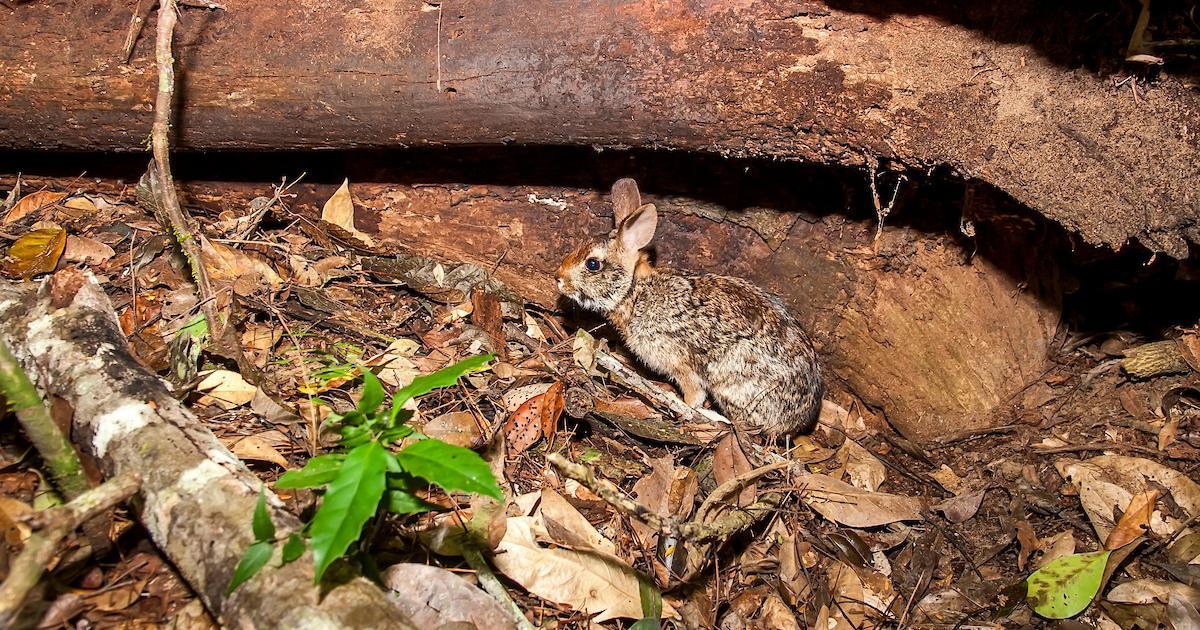 Tapiti #84157 - Biofaces - Bring Nature Closer