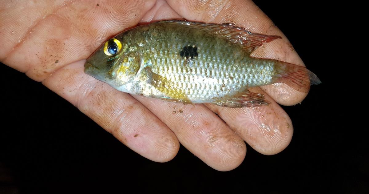 Geophagus #84327 - Biofaces - Bring Nature Closer