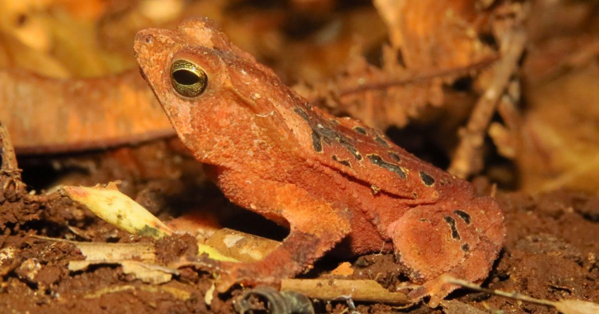 Sapo-de-folhagem #84396 - Biofaces - Bring Nature Closer