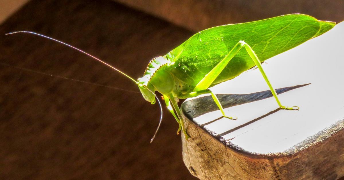 Steirodon #84528 - Biofaces - Bring Nature Closer