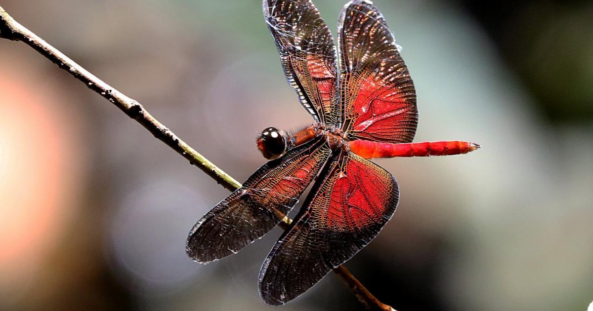 LIBELULA #84603 - Biofaces - Bring Nature Closer