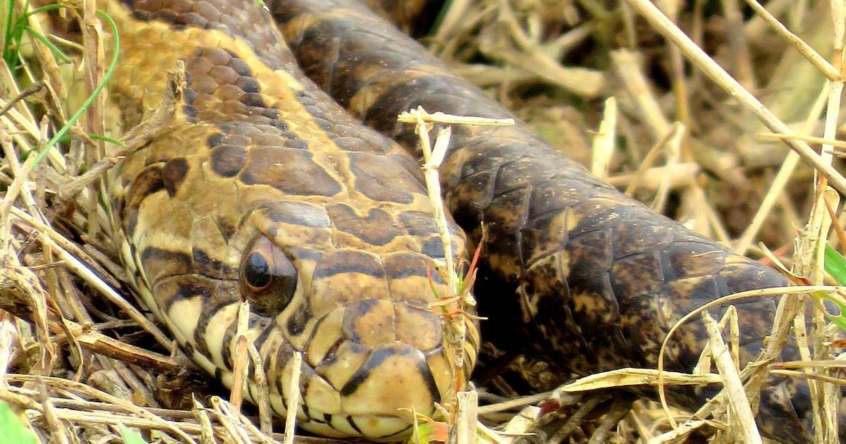 Jararaca #84618 - Biofaces - Bring Nature Closer