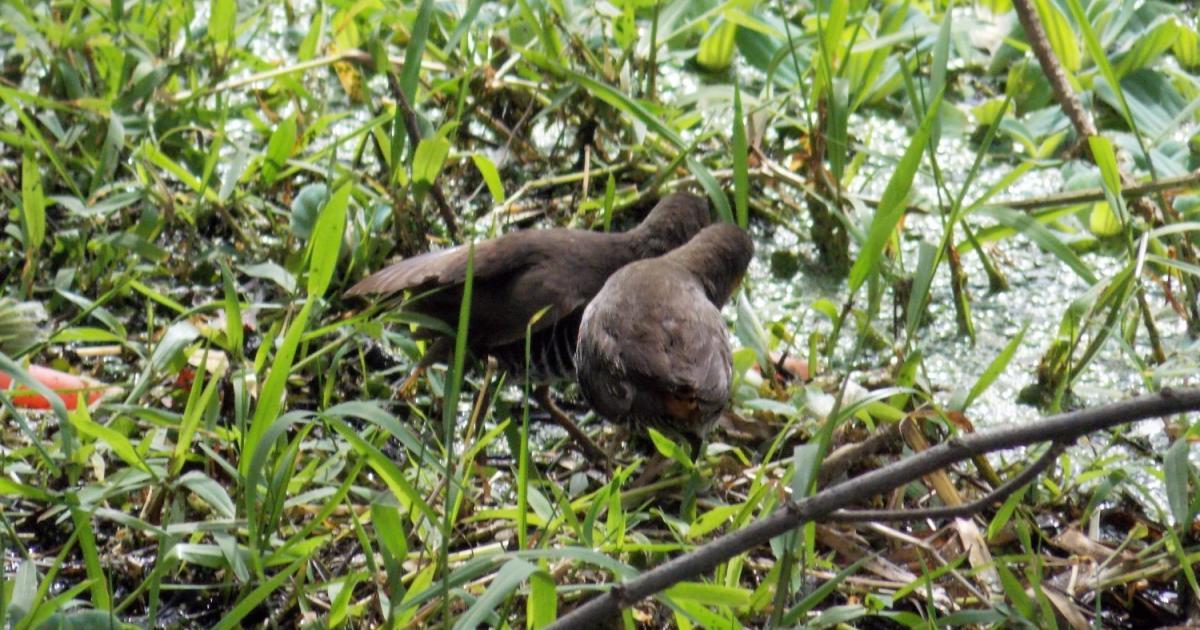 Laterallus #84631 - Biofaces - Bring Nature Closer