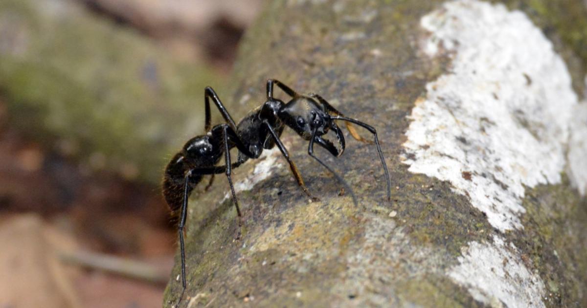 Formiga #84692 - Biofaces - Bring Nature Closer