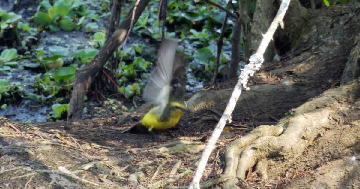 Satrapa #84833 - Biofaces - Bring Nature Closer