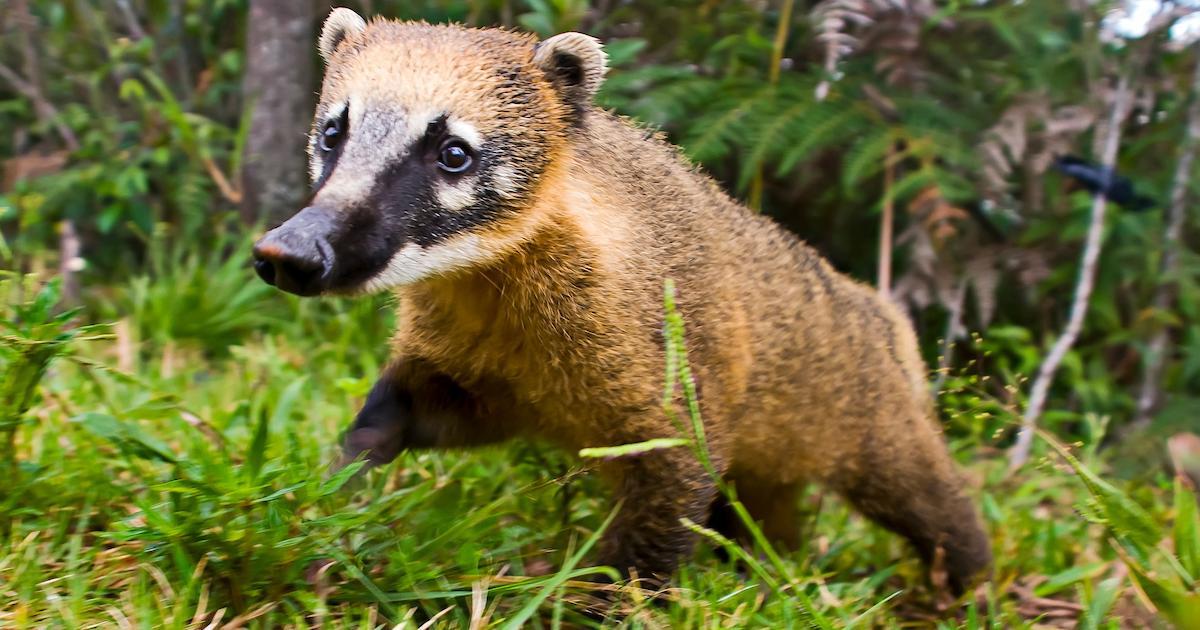 Quati-de-cauda-anelada (Nasua nasua) | South American coati, or ring ...