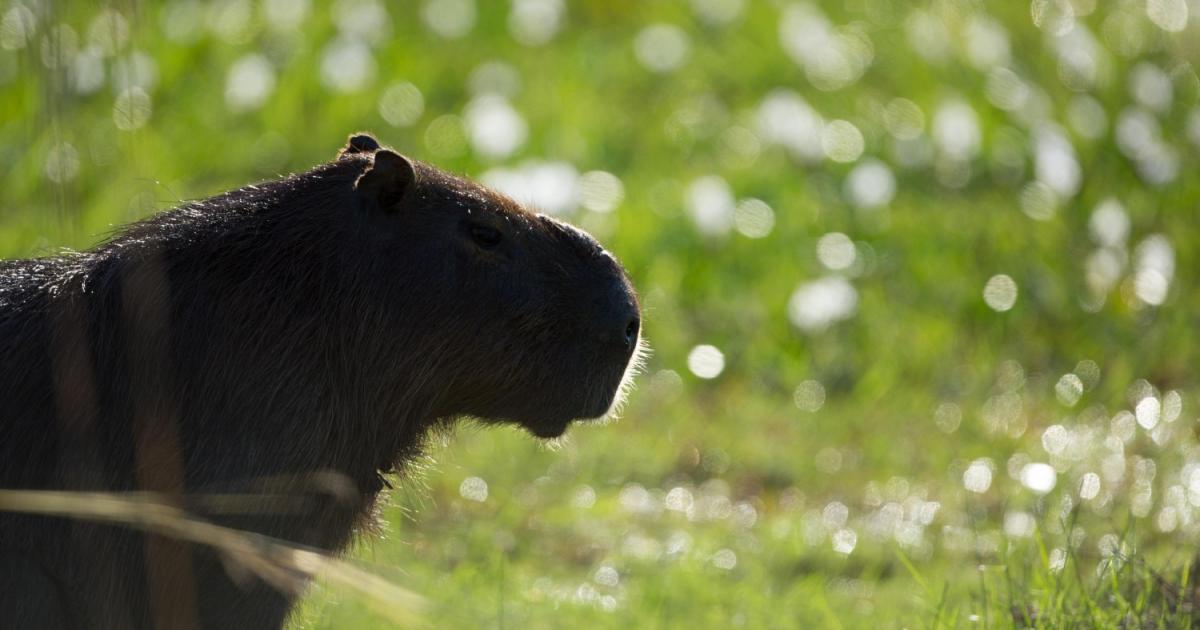 Capibara #84966 - Biofaces - Bring Nature Closer