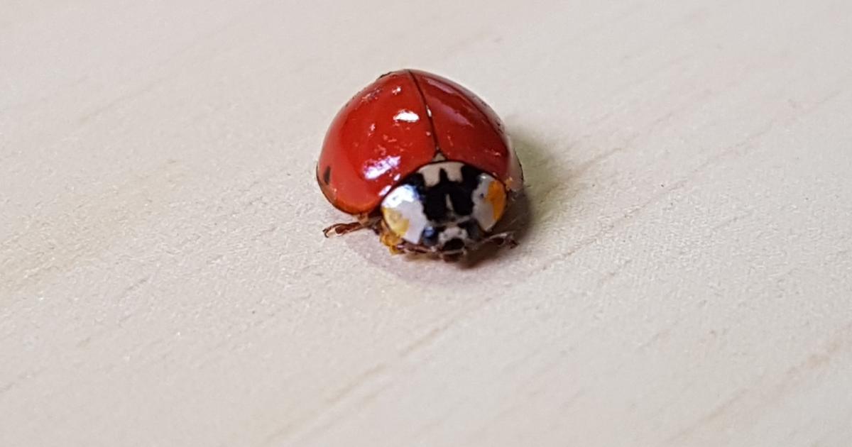 Cycloneda #85010 - Biofaces - Bring Nature Closer