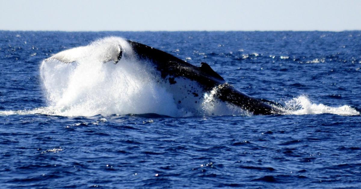 Humpback #85481 - Biofaces - Bring Nature Closer