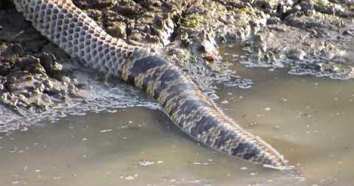 Surucucu-do-pantanal #86072 - Biofaces - Bring Nature Closer