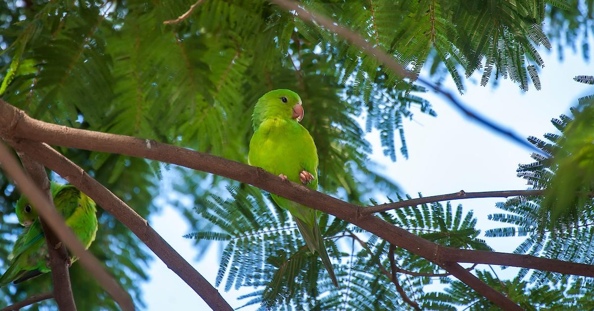 Periquito-rico #86276 - Biofaces - Bring Nature Closer