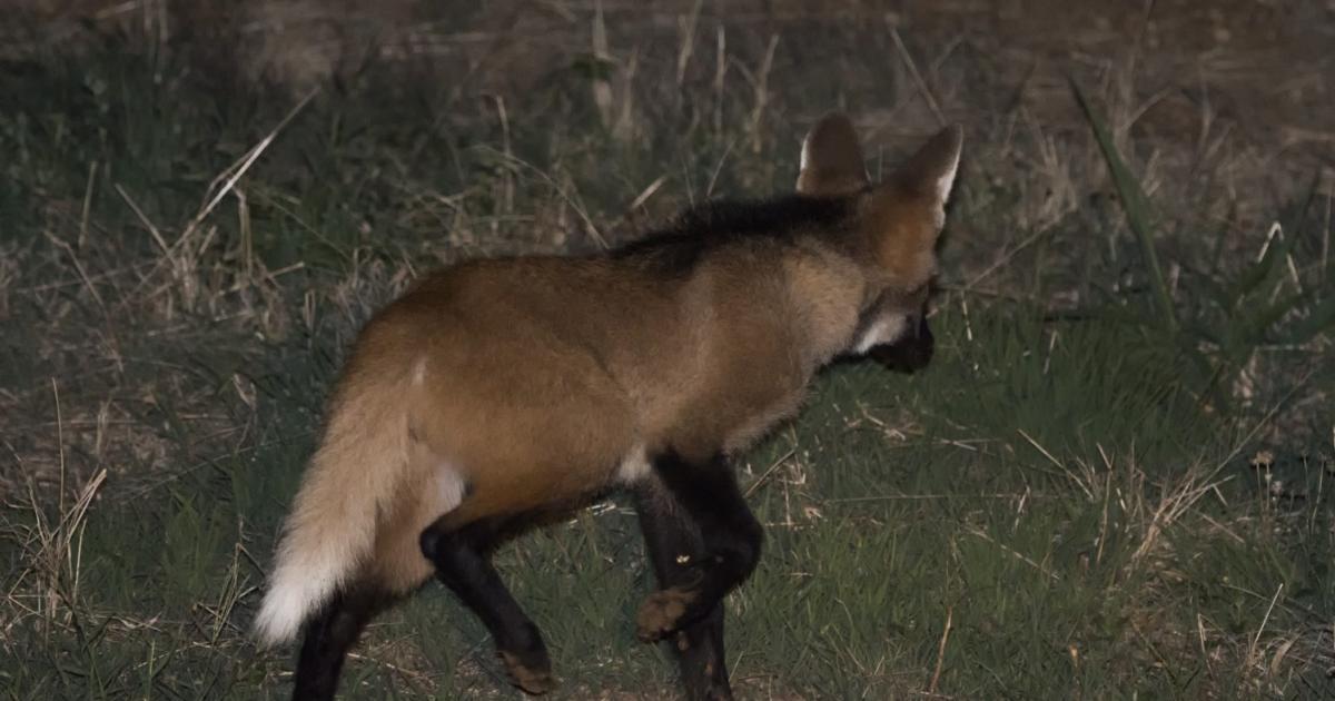 Lobo #86404 - Biofaces - Bring Nature Closer