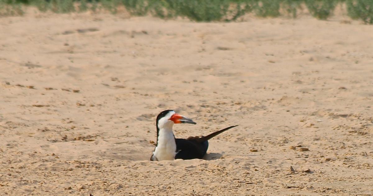 Talha-mar #86545 - Biofaces - Bring Nature Closer