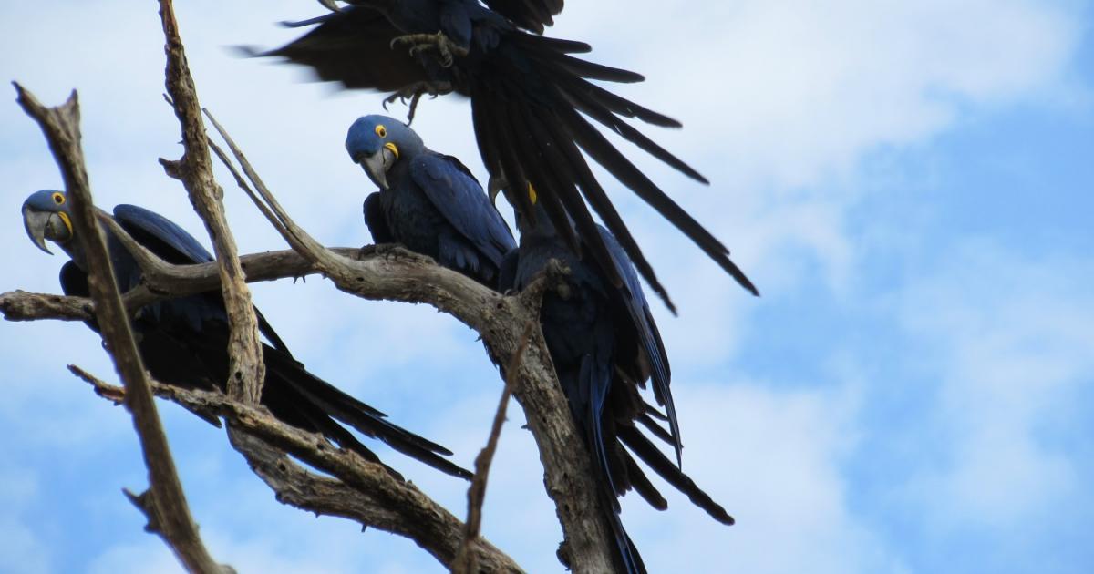 Arara #86793 - Biofaces - Bring Nature Closer