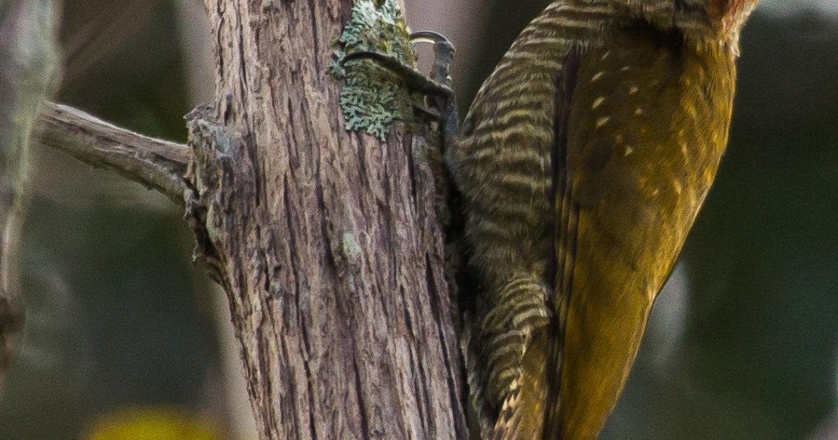 Pica-pau-pequeno #87596 - Biofaces - Bring Nature Closer