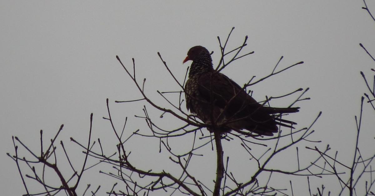 Pomba-trocal #87804 - Biofaces - Bring Nature Closer