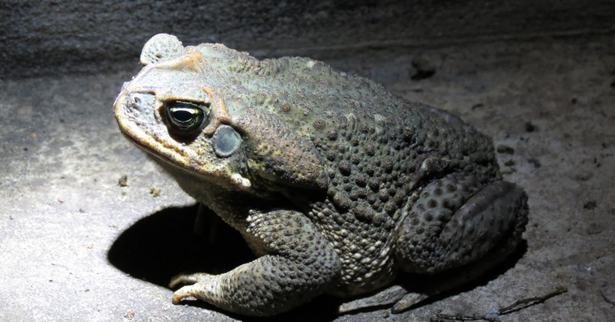 Sapo-cururu #87903 - Biofaces - Bring Nature Closer