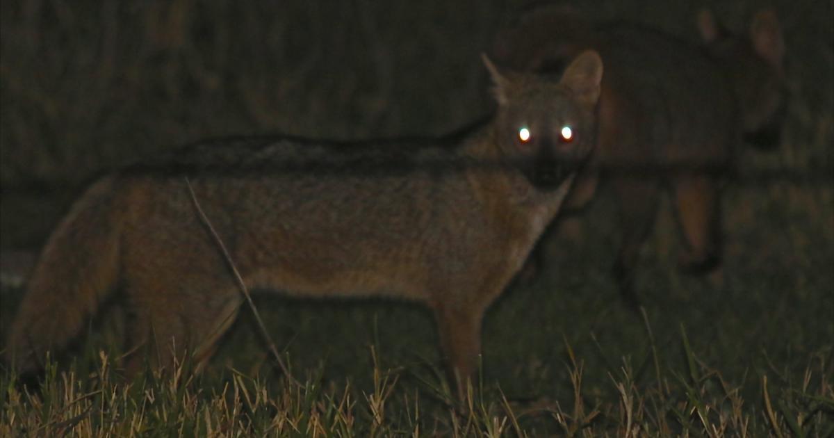 Cachorro-do-mato #88425 - Biofaces - Bring Nature Closer