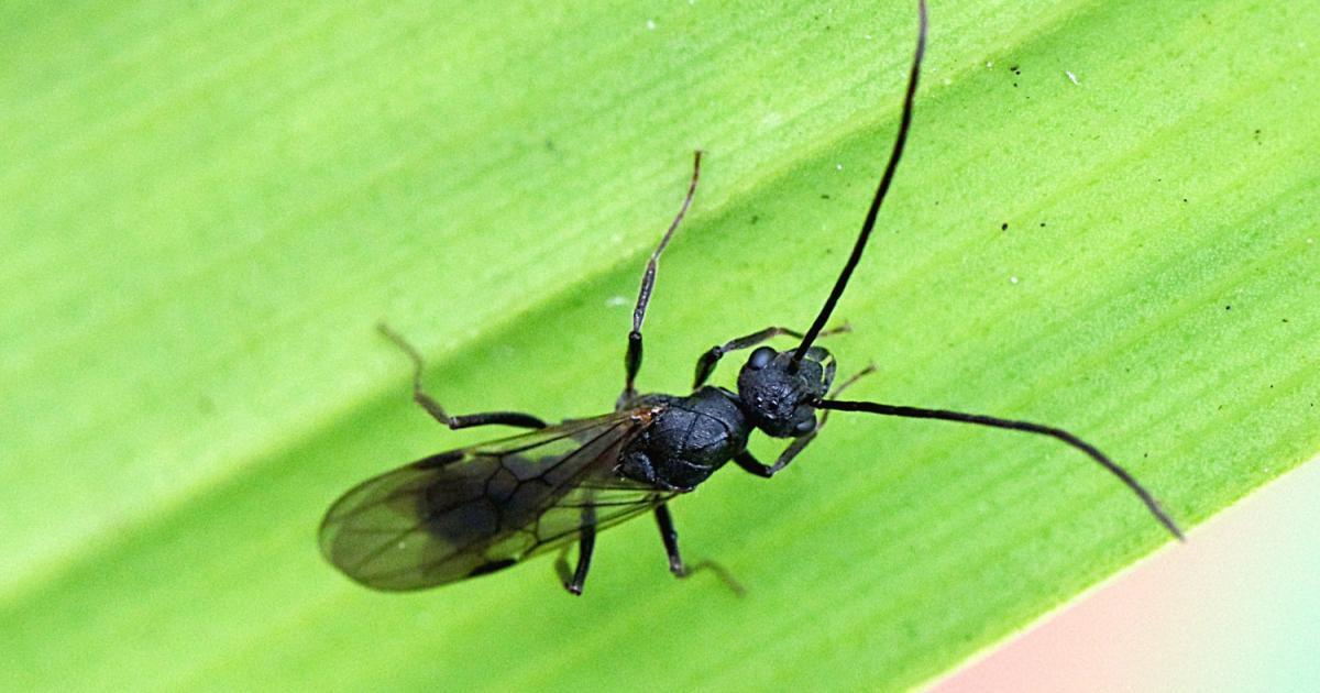 FORMIGA #88551 - Biofaces - Bring Nature Closer