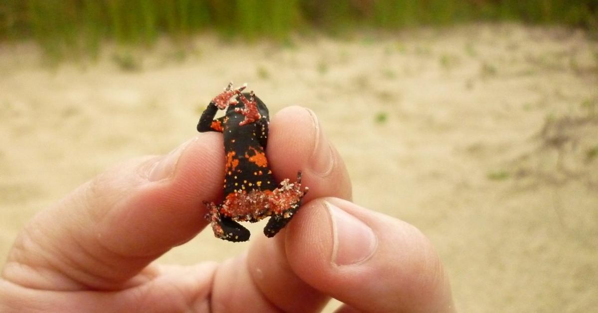 Sapito #88680 - Biofaces - Bring Nature Closer