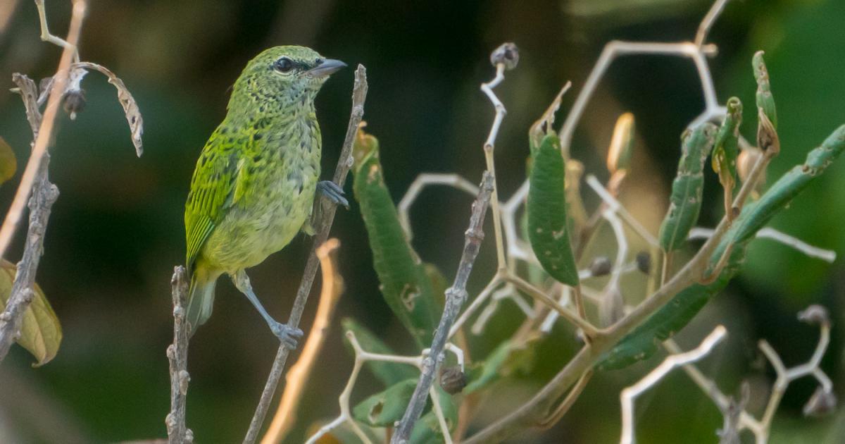 Tangara #89093 - Biofaces - Bring Nature Closer