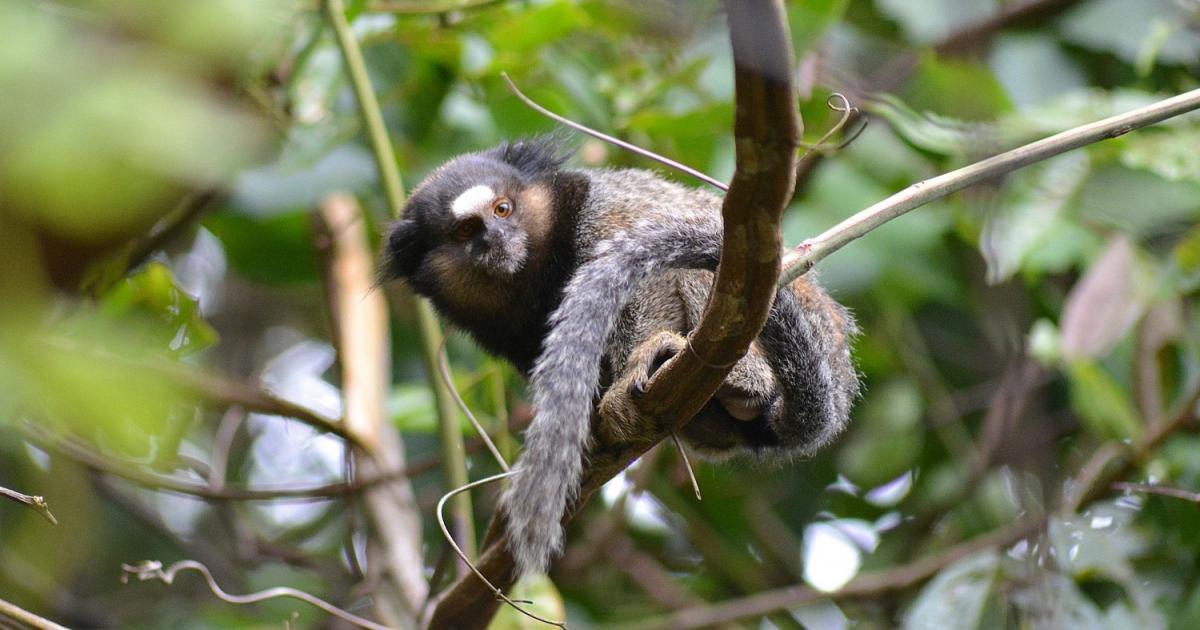 Mico-estrela #89753 - Biofaces - Bring Nature Closer