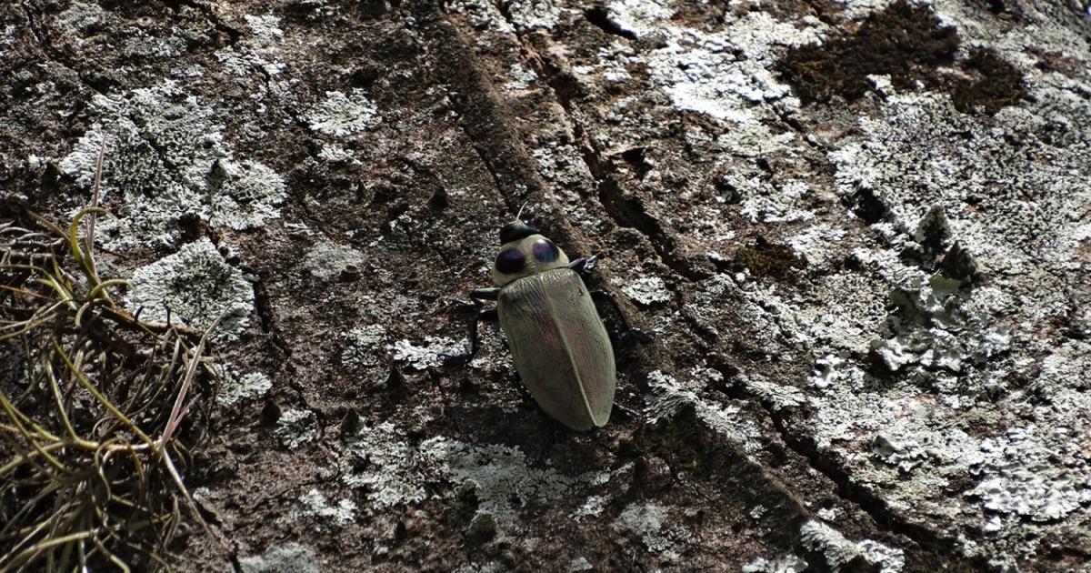 Euchroma #89814 - Biofaces - Bring Nature Closer