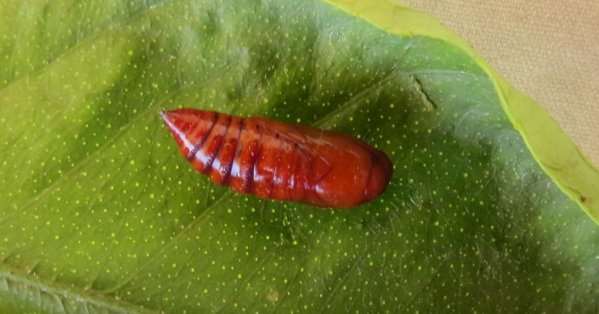 Pupa #89864 - Biofaces - Bring Nature Closer