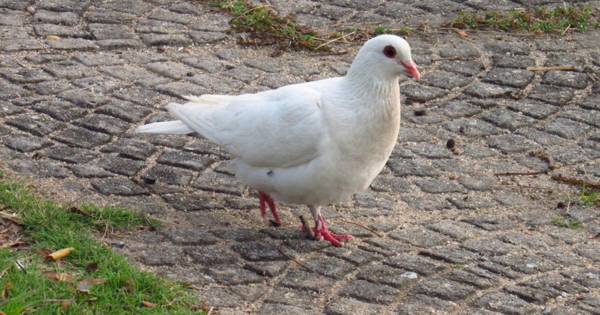 Pomba-Doméstica #89977 - Biofaces - Bring Nature Closer