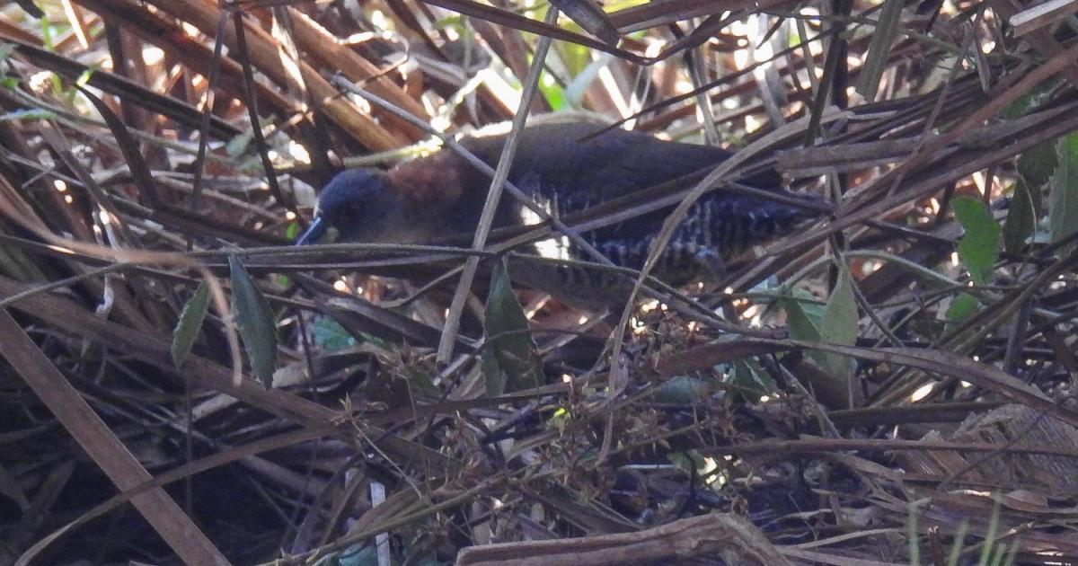 Laterallus #90367 - Biofaces - Bring Nature Closer