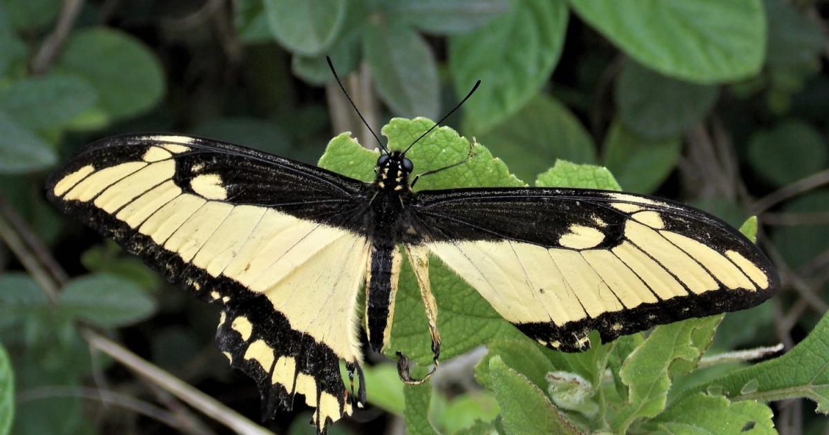 Heraclides #90458 - Biofaces - Bring Nature Closer