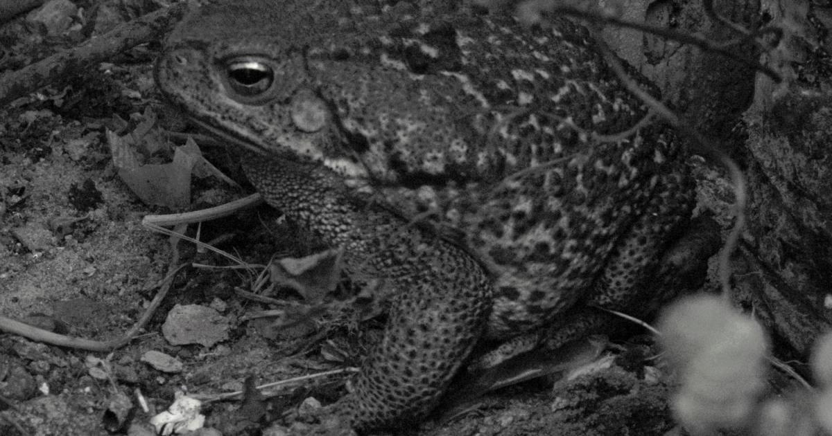 sapo-cururu #90559 - Biofaces - Bring Nature Closer