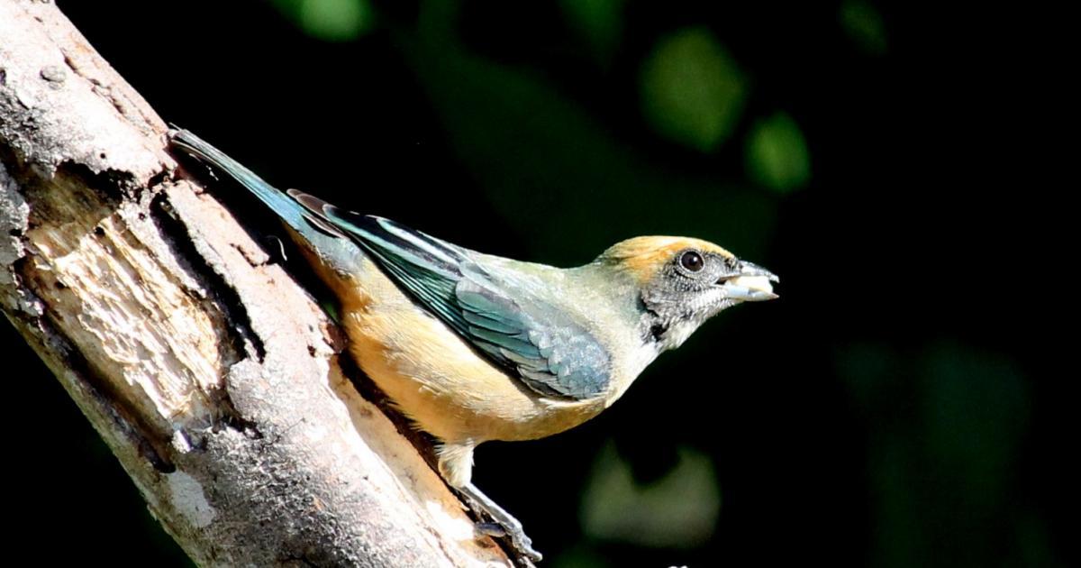 SAÍRA #90641 - Biofaces - Bring Nature Closer