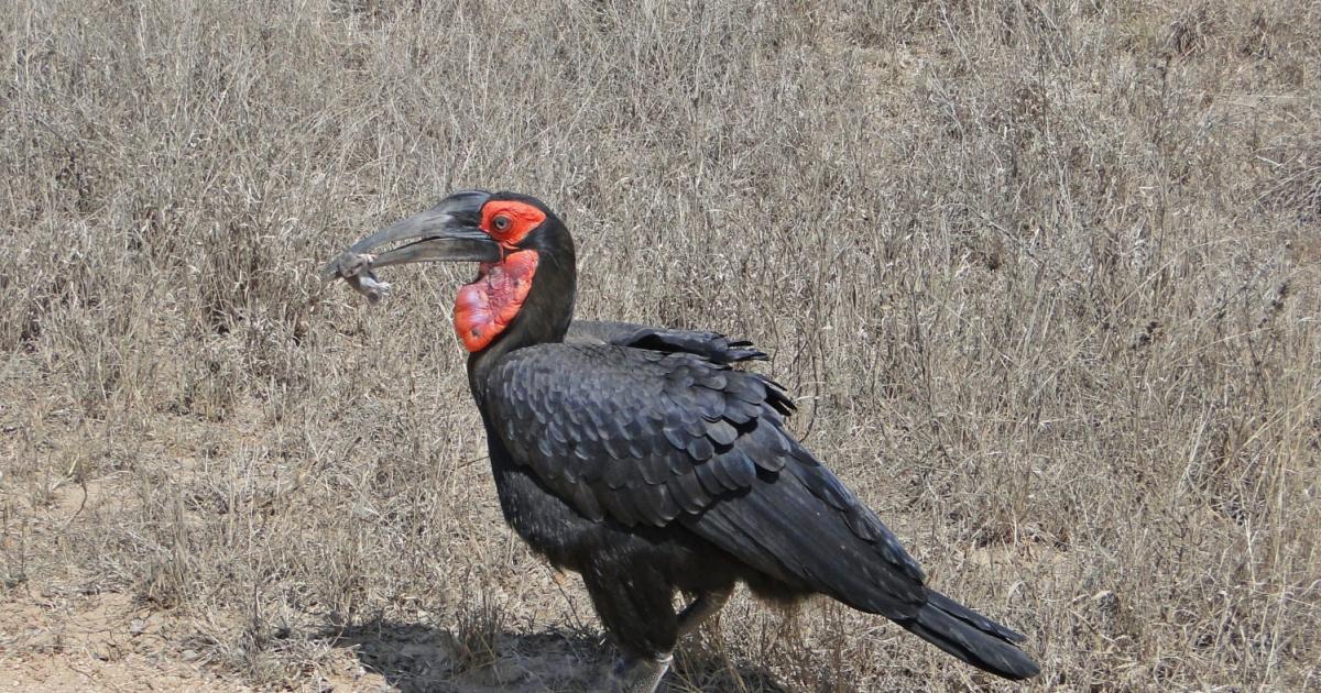 Calau-terrestre-do-Sul #91206 - Biofaces - Bring Nature Closer