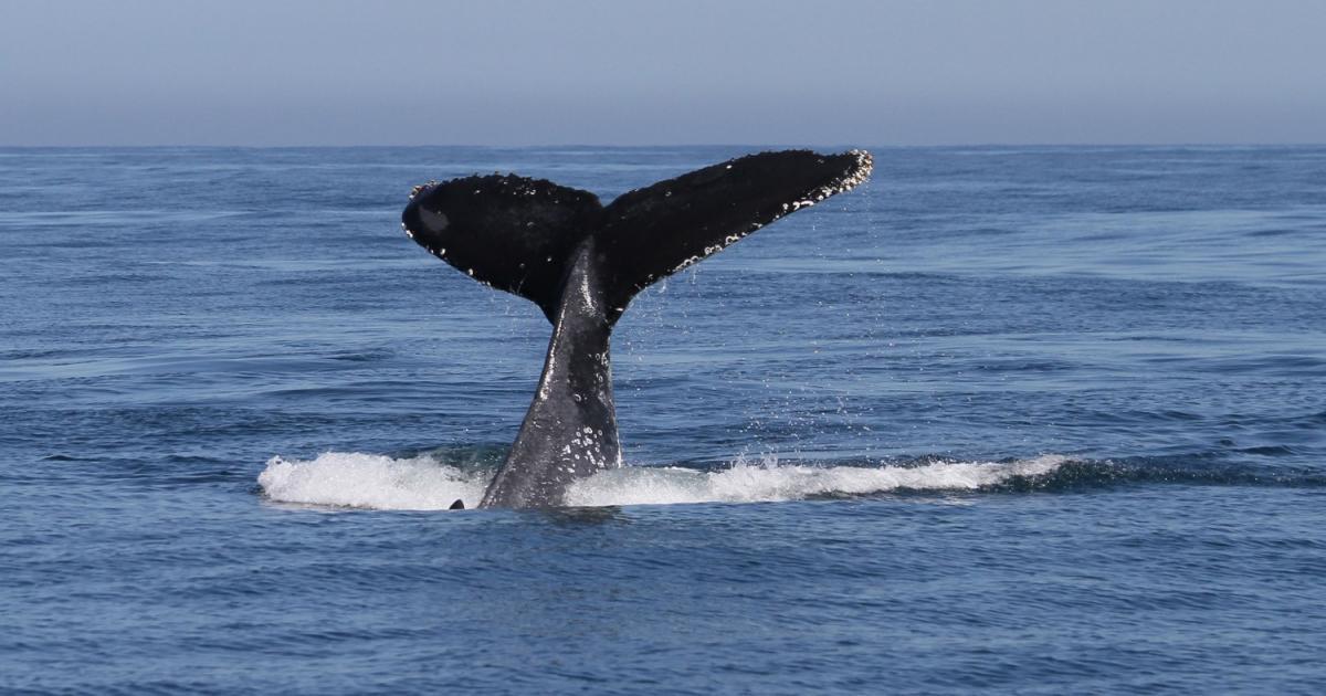 Humpback #91548 - Biofaces - Bring Nature Closer