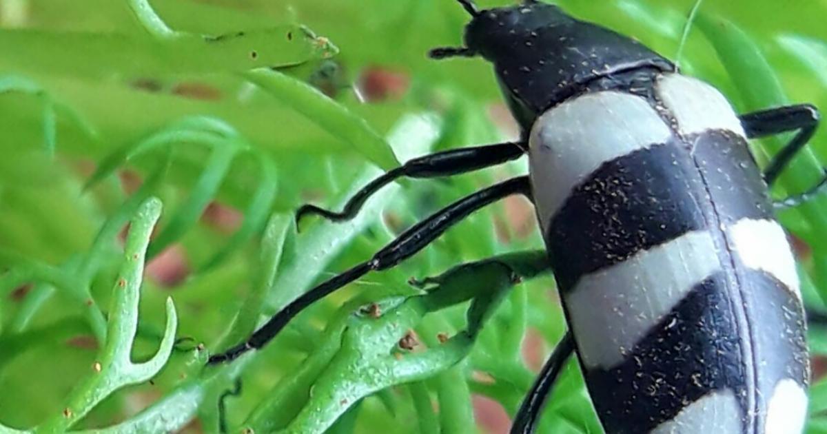 Besouro #91673 - Biofaces - Bring Nature Closer