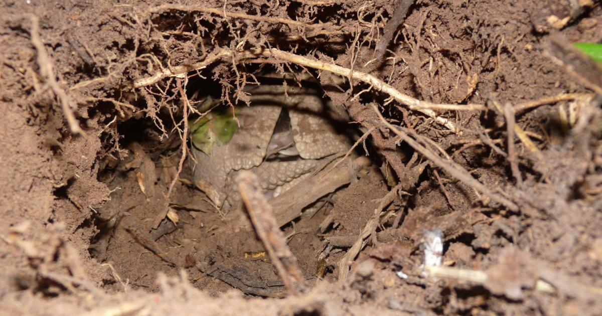 Tatu #91965 - Biofaces - Bring Nature Closer