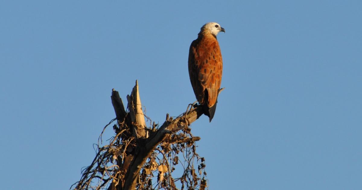 Gavião #92014 - Biofaces - Bring Nature Closer