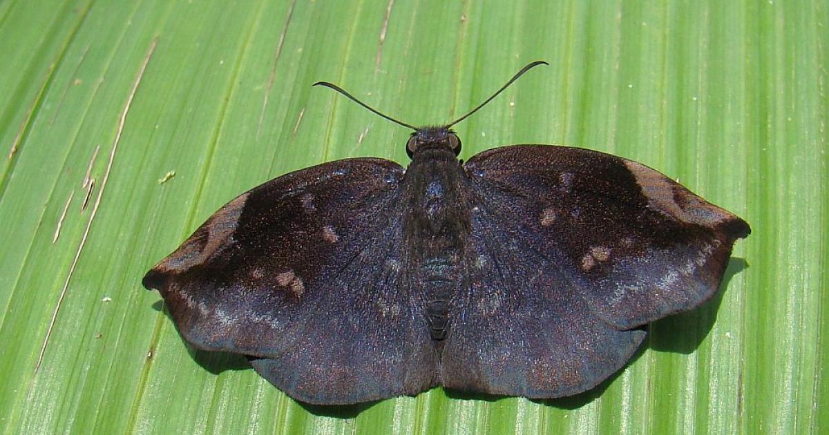 Hesperídeo #92409 - Biofaces - Bring Nature Closer