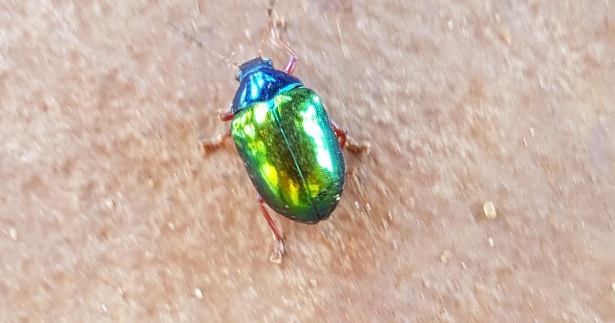 Iphimeis #92657 - Biofaces - Bring Nature Closer