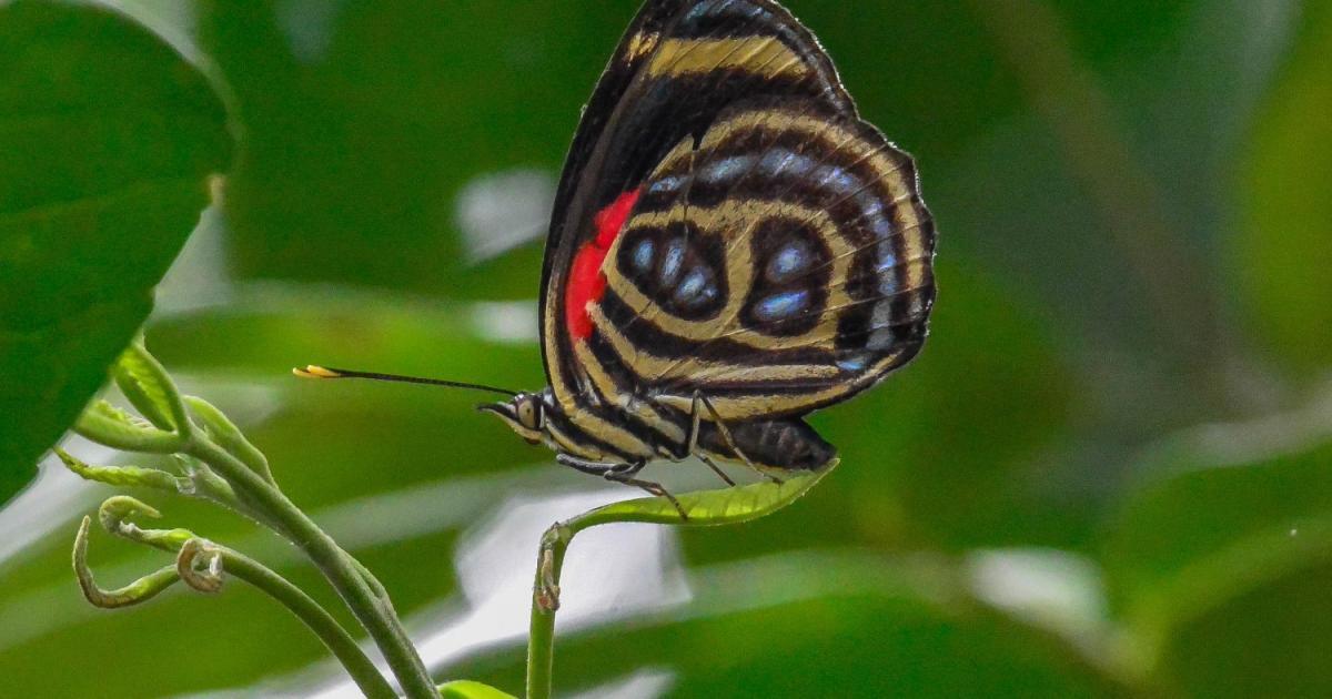 Borboleta #92862 - Biofaces - Bring Nature Closer