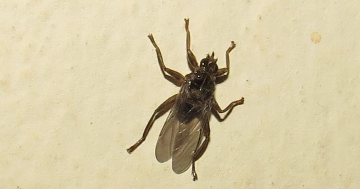 Mosca-do-pombo #92937 - Biofaces - Bring Nature Closer