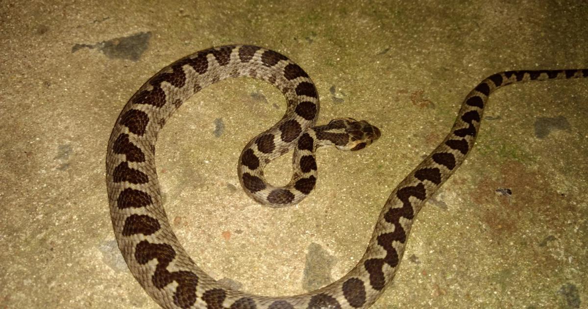 Leptodeira #93371 - Biofaces - Bring Nature Closer