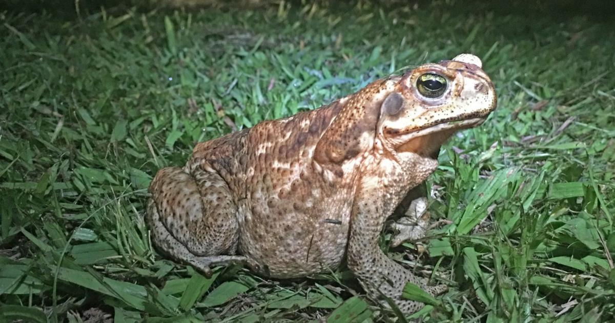 Sapo-cururu #93395 - Biofaces - Bring Nature Closer